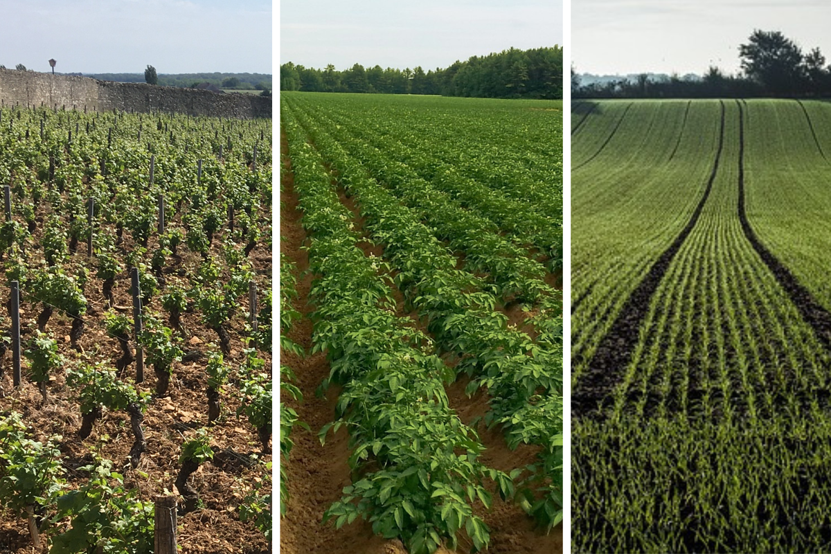 Pourquoi utiliser les biostimulants en agriculture